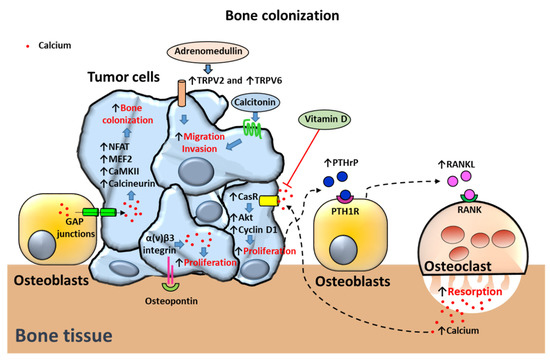 Role of Calcium Signaling in Prostate Cancer Progression: Effects on ...