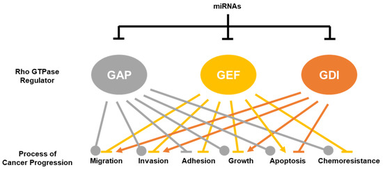 MicroRNA Regulation of the Small Rho GTPase Regulators—Complexities and ...