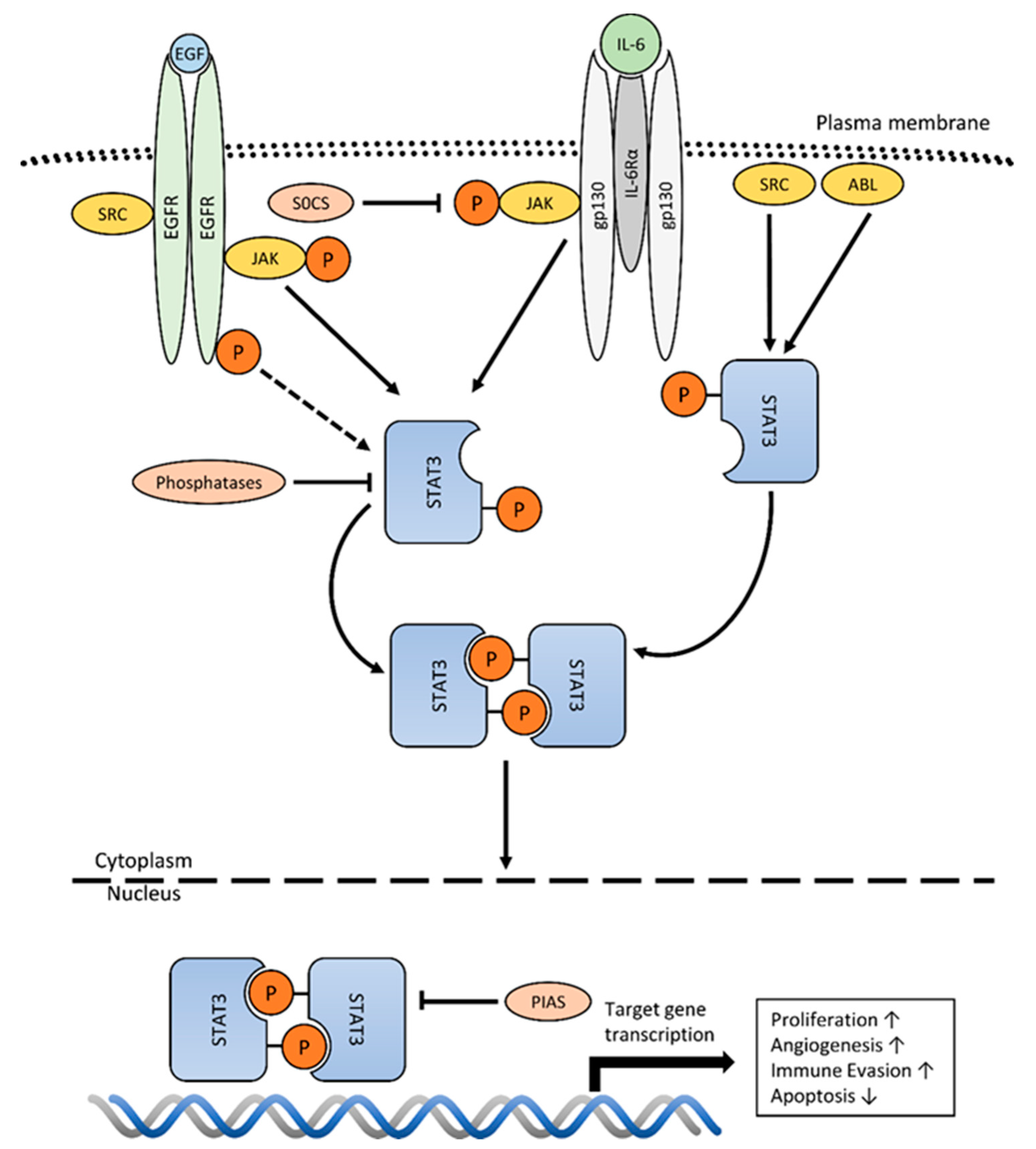 STAT3: Versatile Functions in Non-Small Cell Lung Cancer
