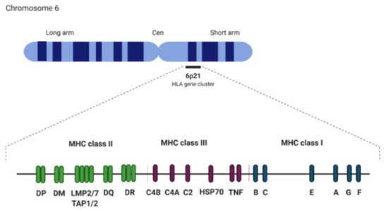 MHC Class I Regulation: The Origin Perspective