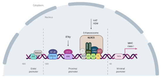 MHC Class I Regulation: The Origin Perspective