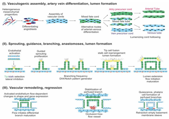 Inducing Angiogenesis, a Key Step in Cancer Vascularization, and ...