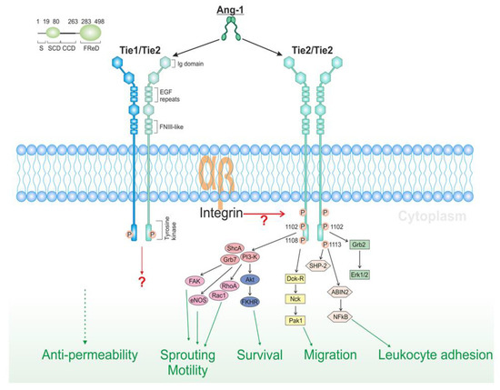 Inducing Angiogenesis, a Key Step in Cancer Vascularization, and ...