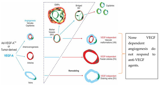 Inducing Angiogenesis, a Key Step in Cancer Vascularization, and ...