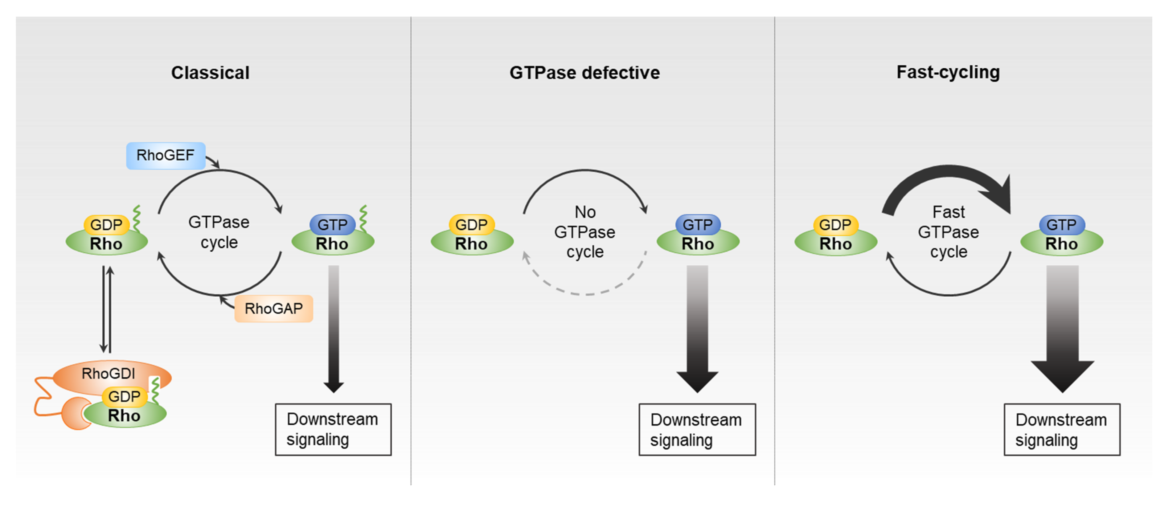 Dysregulation of Rho GTPases in Human Cancers