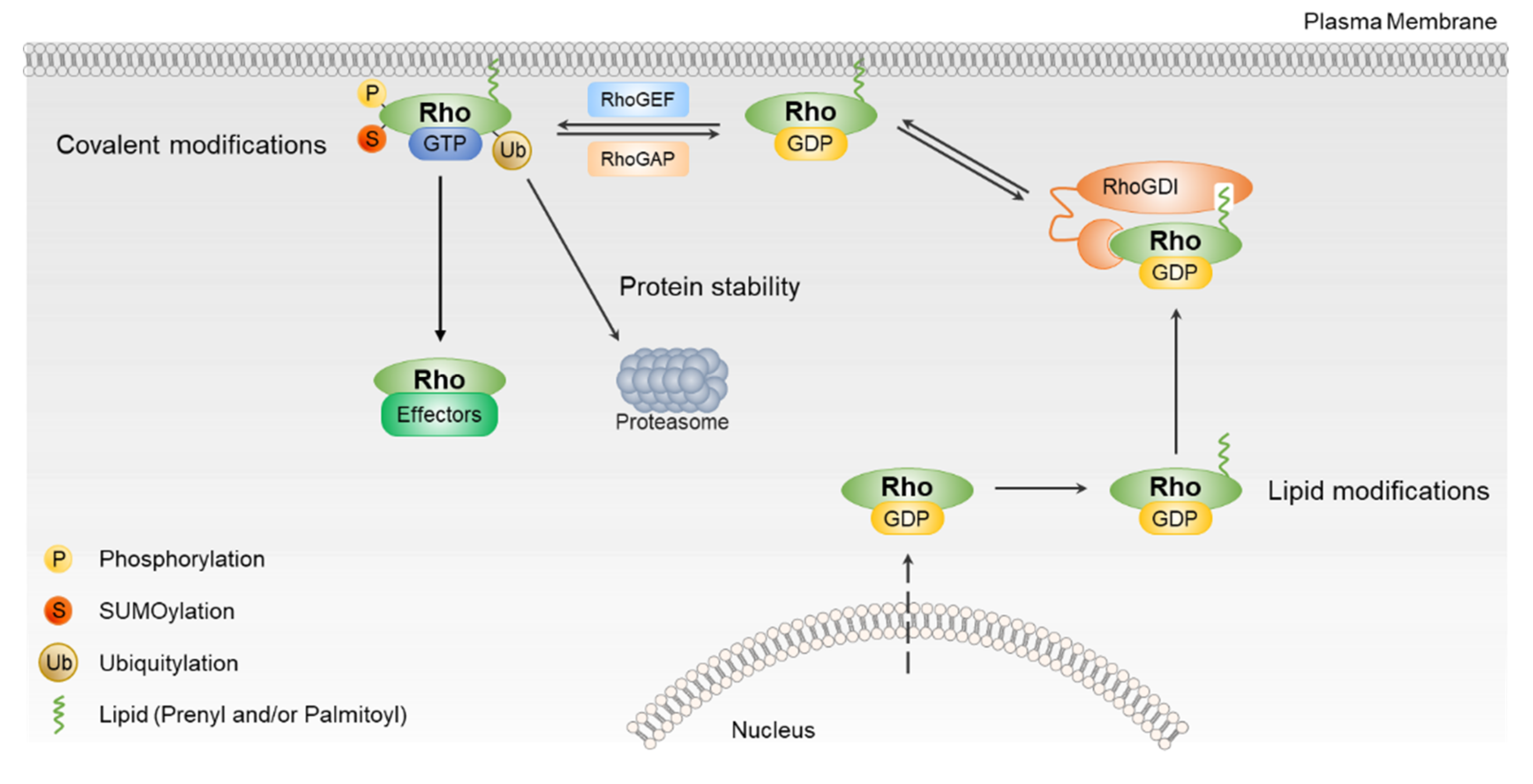 Dysregulation of Rho GTPases in Human Cancers