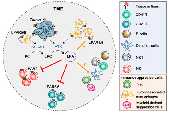Regulation of Tumor Immunity by Lysophosphatidic Acid