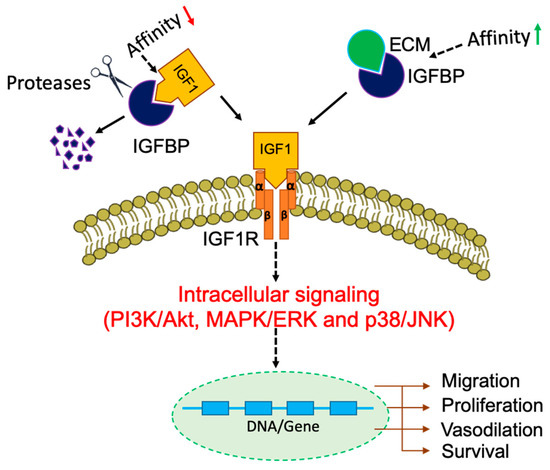 Role of Tumor and Stroma-Derived IGF/IGFBPs in Pancreatic Cancer
