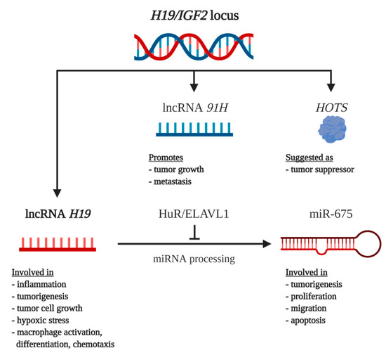 The Good, the Bad, the Question–H19 in Hepatocellular Carcinoma
