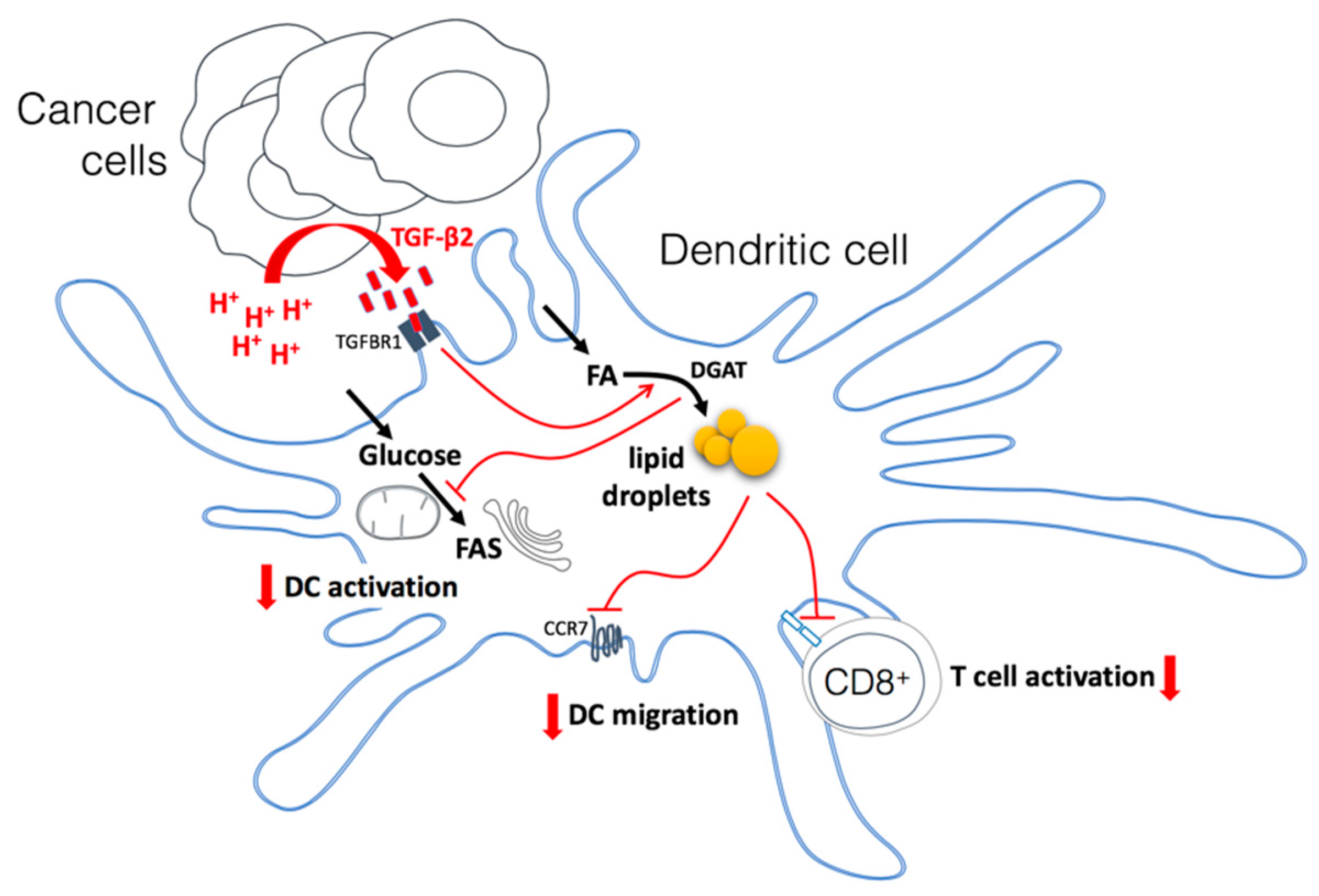 Cancers Free Full Text Acidosis Induced Tgf β2 Production Promotes