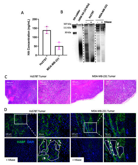 Tumor Cell Associated Hyaluronan-CD44 Signaling Promotes Pro-Tumor ...