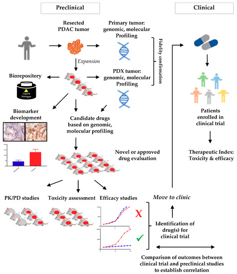 Cancers | Free Full-Text | Patient-Derived Xenograft Models of Pancreatic Cancer: Overview and ...