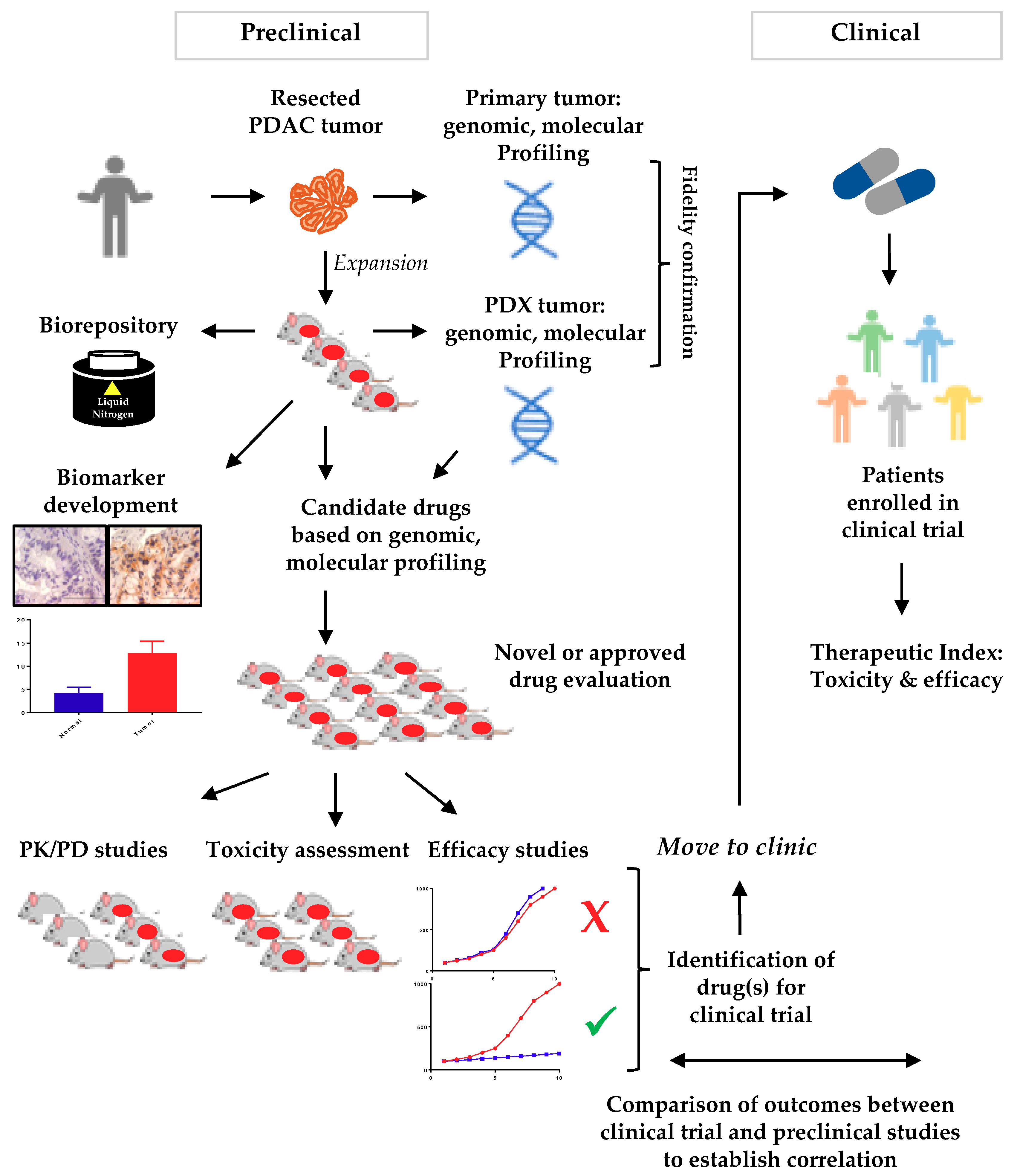 Cancers Free Full Text Patient Derived Xenograft Models Of
