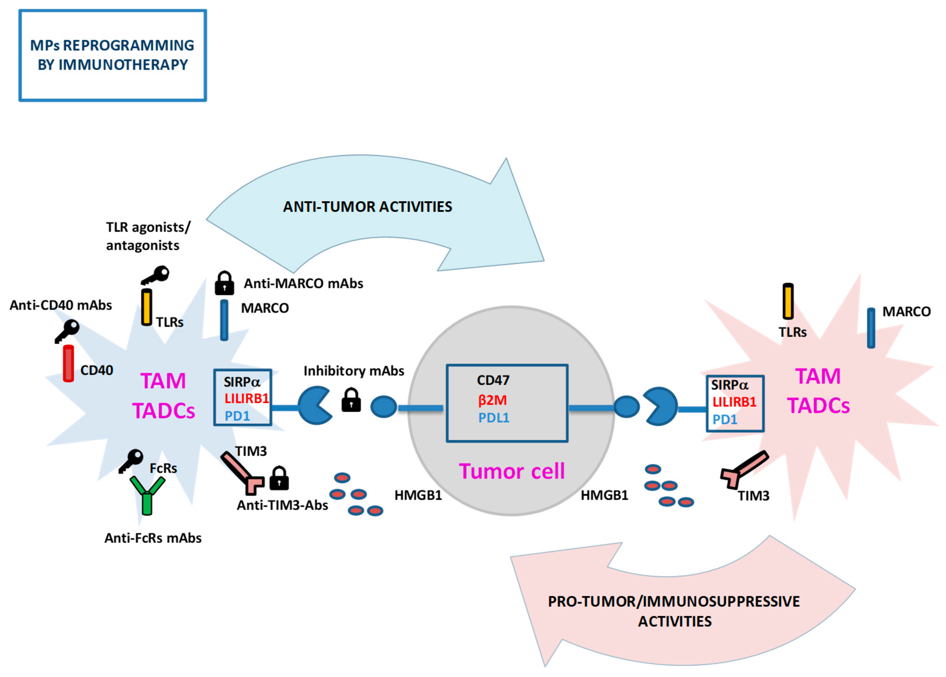 Cancers | Free Full-Text | Targeting Mononuclear Phagocyte Receptors in ... Cancers | Free Full-Text | Targeting Mononuclear Phagocyte Receptors in ...