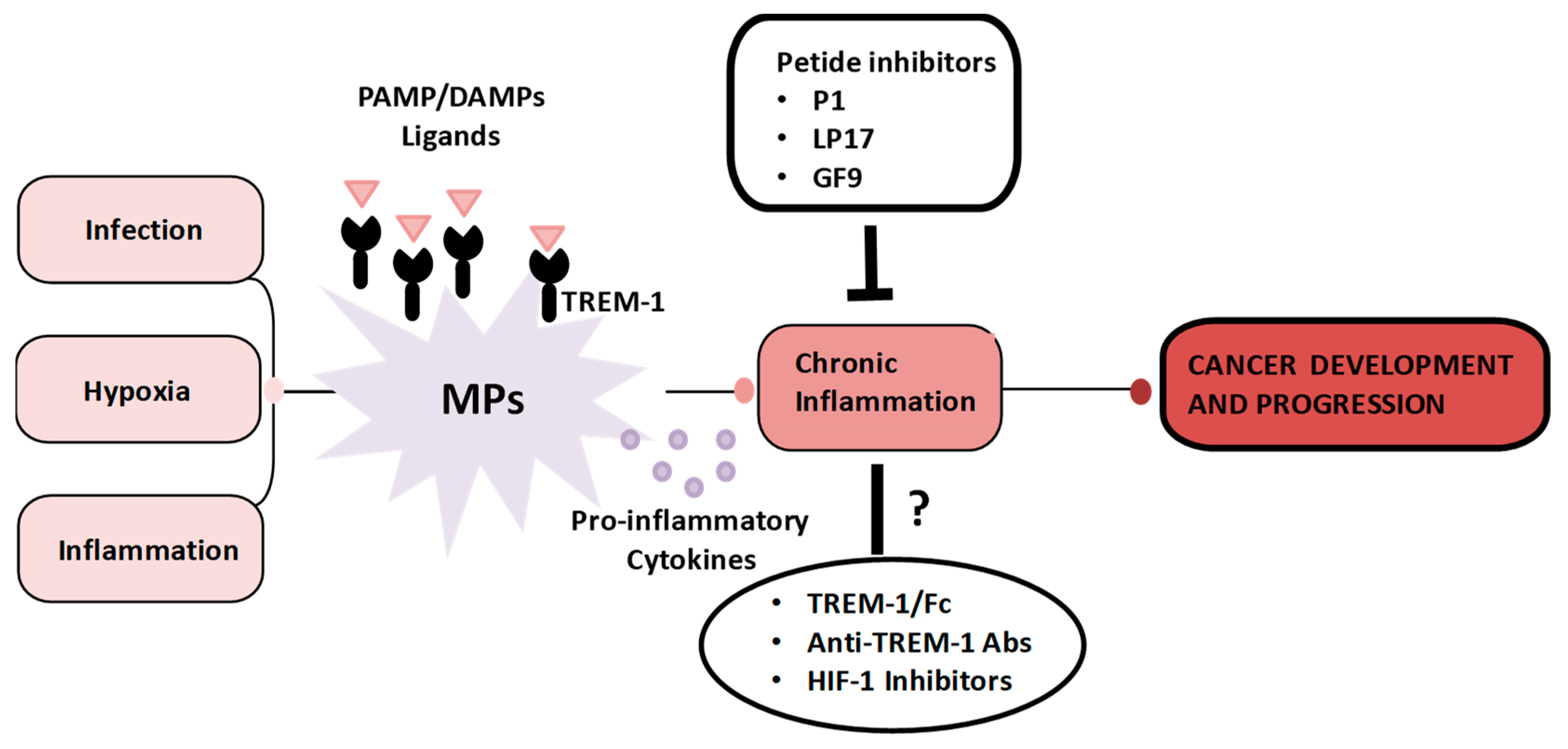 Cancers | Free Full-Text | Targeting Mononuclear Phagocyte Receptors in ... Cancers | Free Full-Text | Targeting Mononuclear Phagocyte Receptors in ...