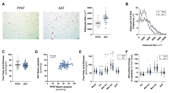 Assessment of Periprostatic and Subcutaneous Adipose Tissue Lipolysis ...