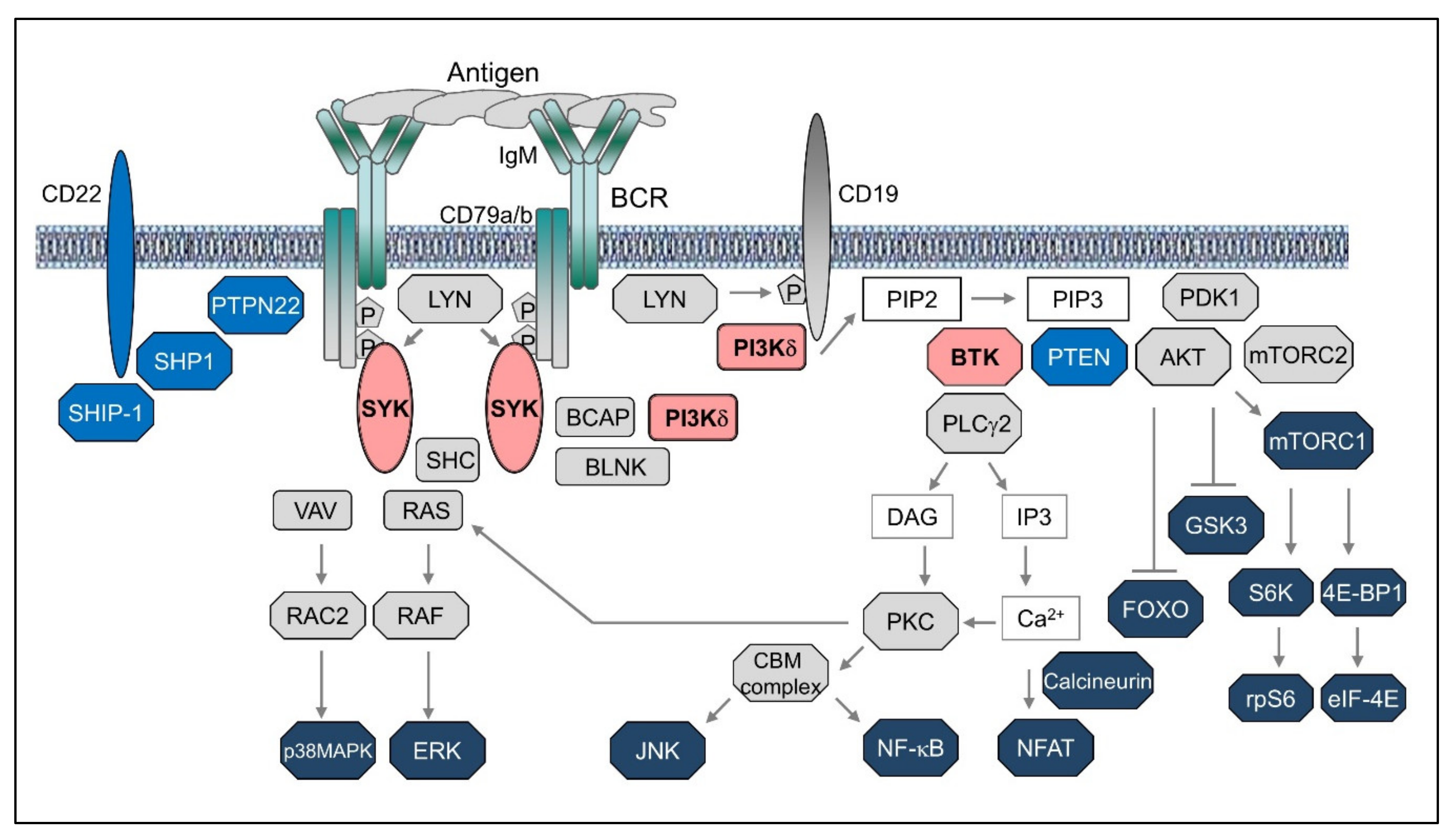The Pre-B-cell Receptor Checkpoint In Acute Lymphoblastic, 43% OFF The Pre-B-cell Receptor Checkpoint In Acute Lymphoblastic, 43% OFF