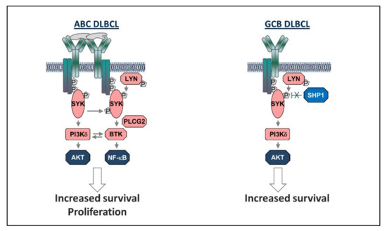 Mechanisms of B Cell Receptor Activation and Responses to B Cell ...
