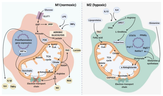 Transcriptional, Epigenetic and Metabolic Programming of Tumor ...