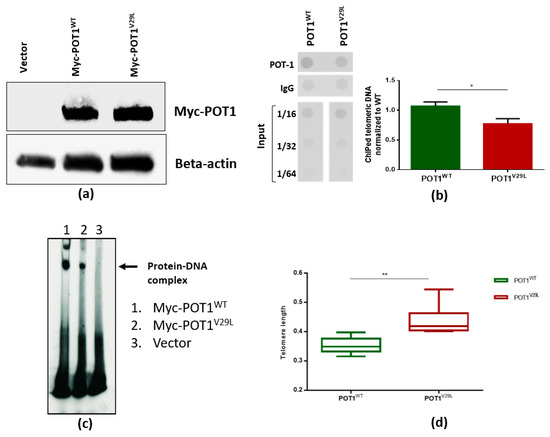 A Germline Mutation in the POT1 Gene Is a Candidate for Familial Non ...