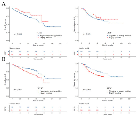 Prognostic Significance of CHIP and RIPK3 in Non-Small Cell Lung Cancer