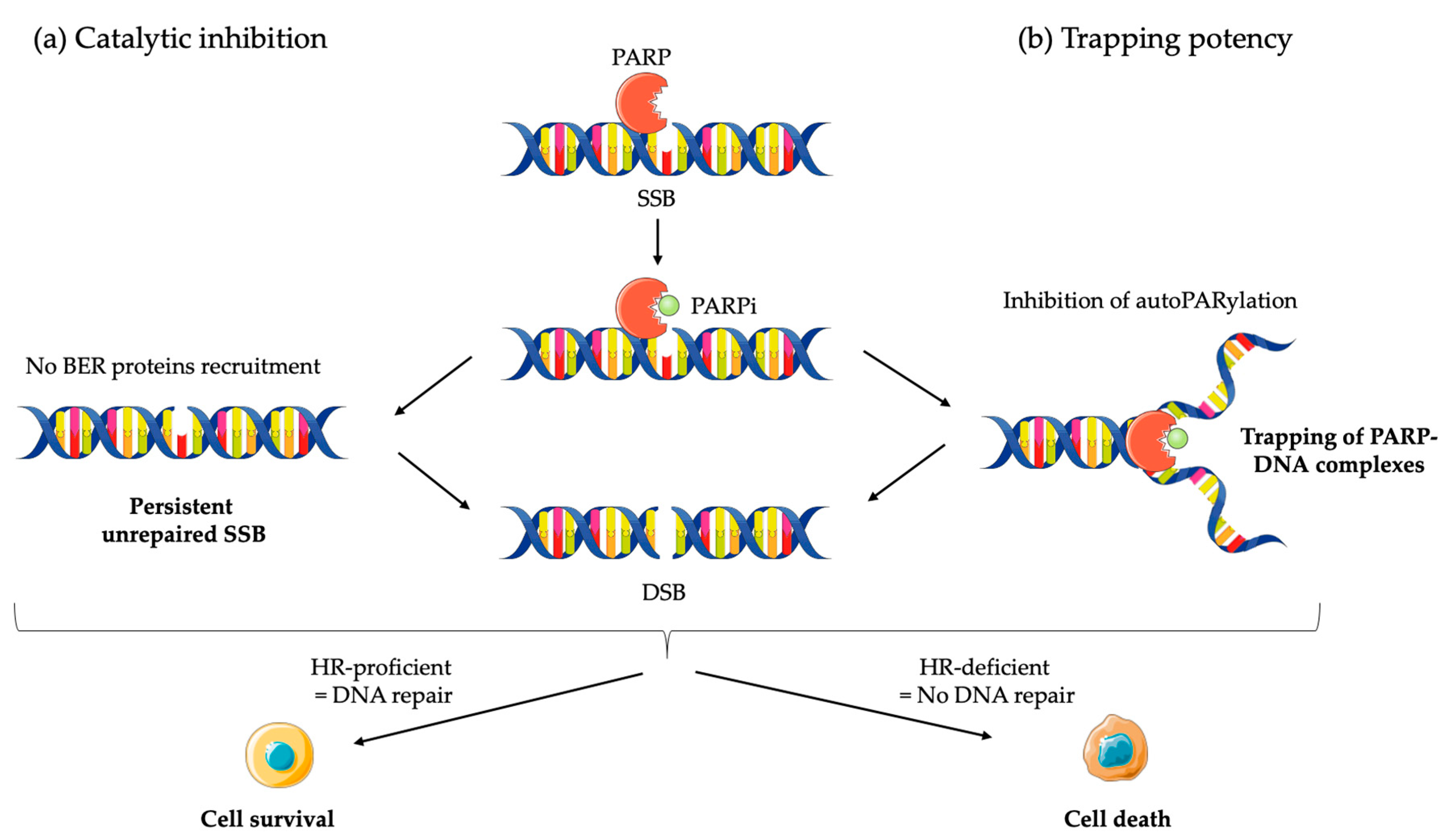 Cancers Free Full Text Combined Parp Inhibition And Immune