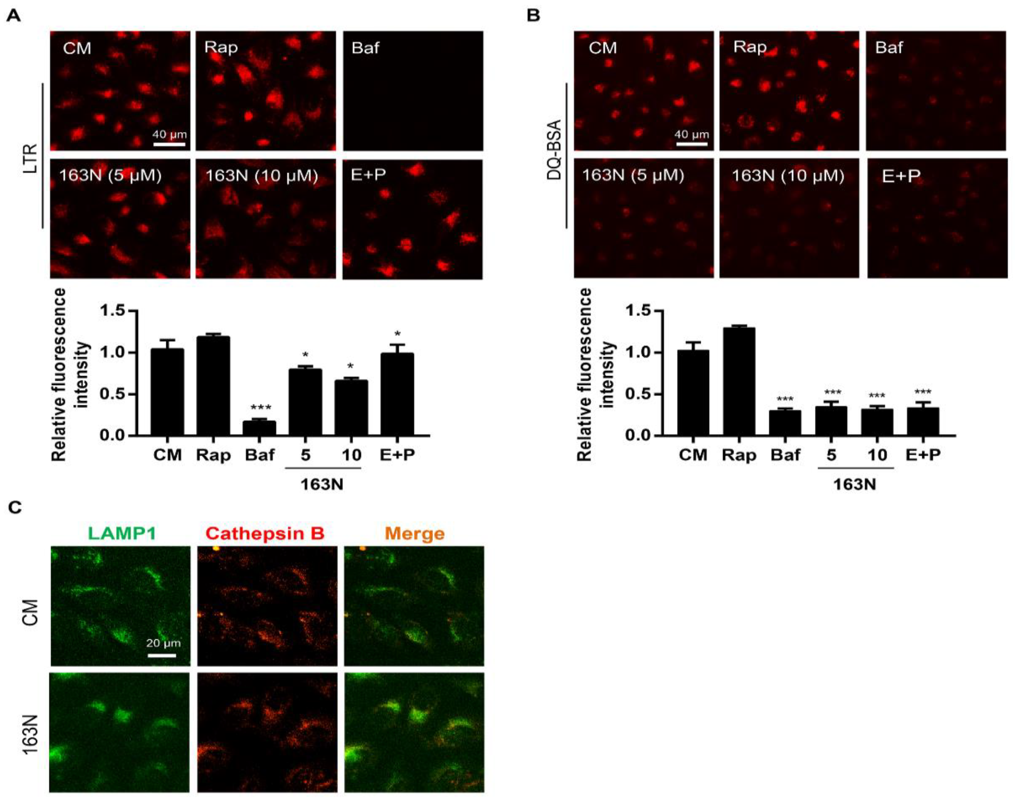 New Anti-Cancer Strategy to Suppress Colorectal Cancer Growth Through ...
