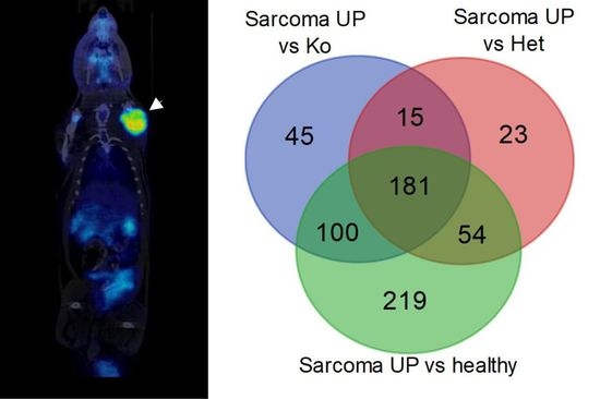 Cancers | Special Issue : The Study of Cancer Susceptibility Genes