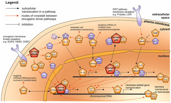 A Driver Never Works Alone—Interplay Networks of Mutant p53, MYC, RAS ...