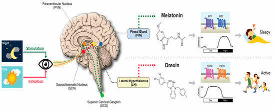 Role and Therapeutic Potential of Melatonin in the Central Nervous ...