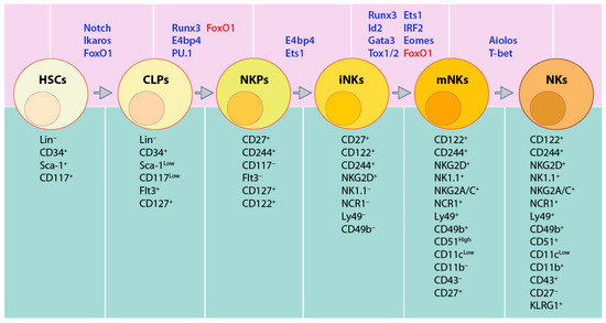Transcriptional Regulation of Natural Killer Cell Development and Functions