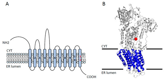 Exploring the Therapeutic Potential of Membrane Transport Proteins ...