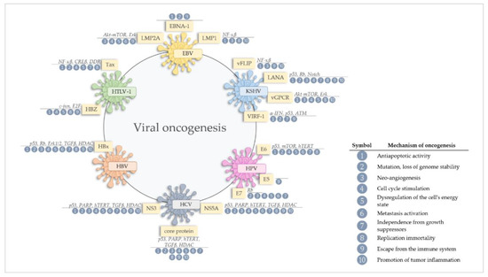 The Double-Edged Sword Role of Viruses in Gastric Cancer