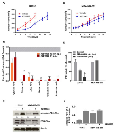 Tracing Nutrient Flux Following Monocarboxylate Transporter-1 ...
