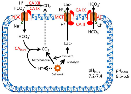 The Expression of Carbonic Anhydrases II, IX and XII in Brain Tumors