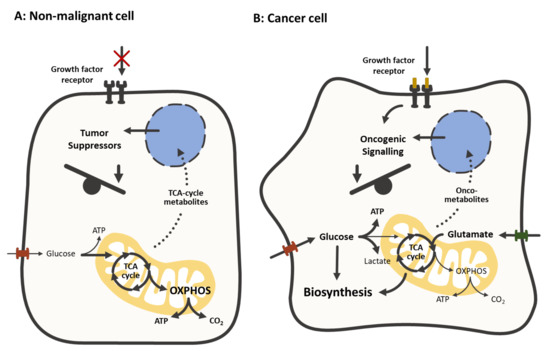 Targeting Altered Energy Metabolism in Colorectal Cancer: Oncogenic ...