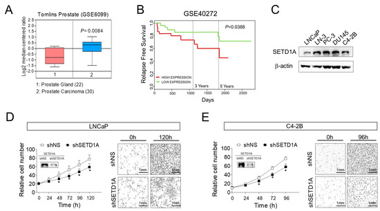 SETD1A Promotes Proliferation of Castration-Resistant Prostate Cancer ...