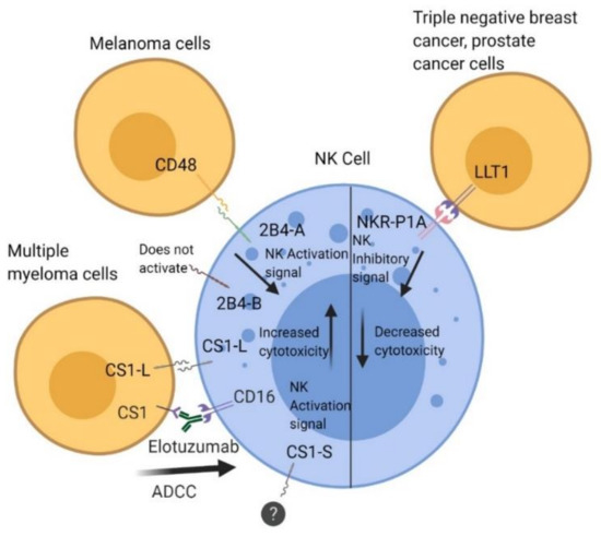 Roles of NK Cell Receptors 2B4 (CD244), CS1 (CD319), and LLT1 (CLEC2D) in Cancer