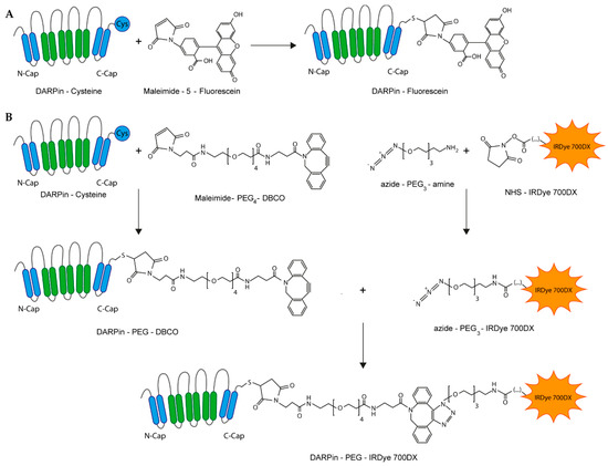 EpCAM-Binding DARPins for Targeted Photodynamic Therapy of Ovarian Cancer