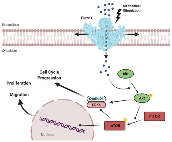 Mechanosensitive Piezo Channels in Cancer: Focus on altered Calcium Signaling in Cancer Cells ...