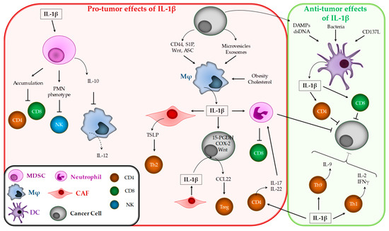 Interleukin-1β and Cancer