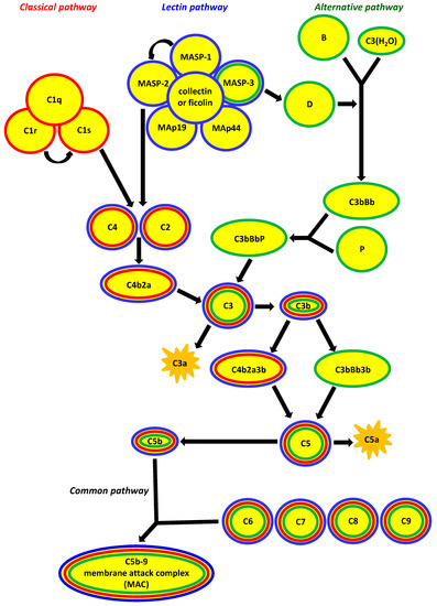 Components of the Lectin Pathway of Complement in Haematologic Malignancies