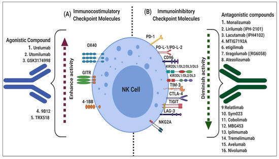 Harnessing NK Cell Checkpoint-Modulating Immunotherapies
