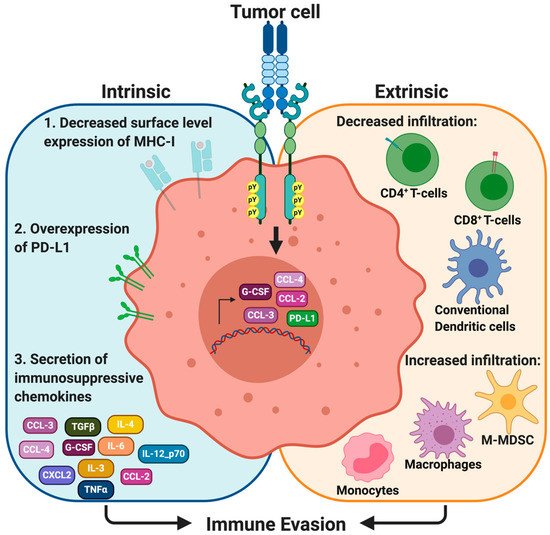 Gas6/Axl Signaling Pathway in the Tumor Immune Microenvironment