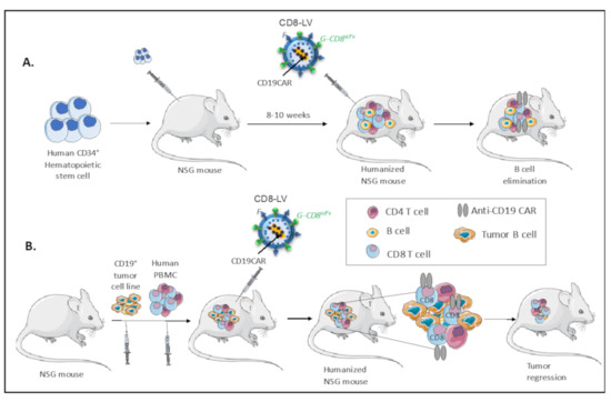 Humanized Mice Are Precious Tools for Preclinical Evaluation of CAR T and CAR NK Cell Therapies