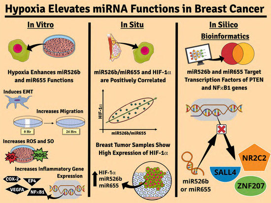 Cancers | Special Issue : MicroRNA and Cancer