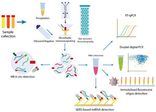 MicroRNAs from Liquid Biopsy Derived Extracellular Vesicles: Recent ...