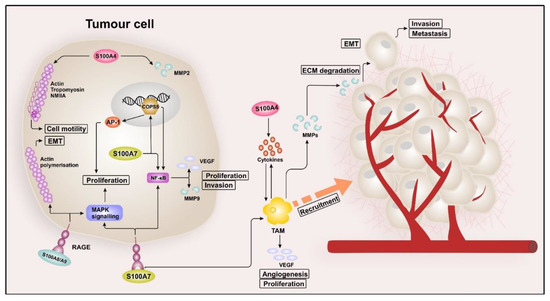 Friend or Foe: S100 Proteins in Cancer
