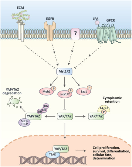 Hippo Signaling Pathway as a Central Mediator of Receptors Tyrosine ...