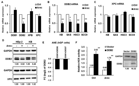Downregulation of the DNA Repair Gene DDB2 by Arecoline Is through p53 ...